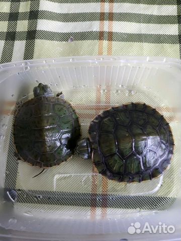 Черепаха