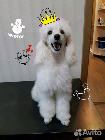 Пудель для вязки