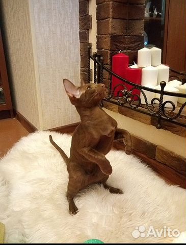 Циннамоновая кошечка