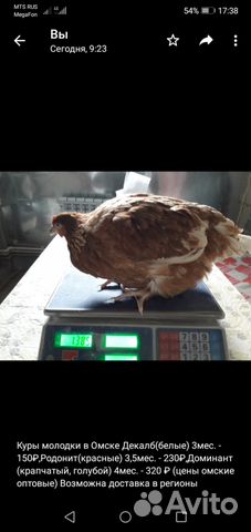 Оптом Домашняя птица(куры несушки, Мулард, Гусята)