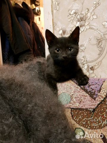 Котята девчата в добрые руки