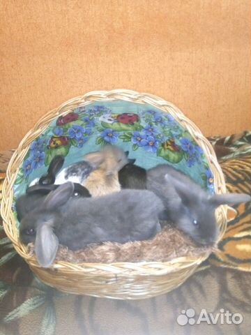 Декоративные вислоухие крольчата