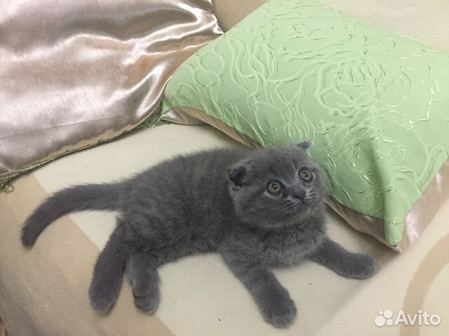 Вислоухий котёнок шотландец