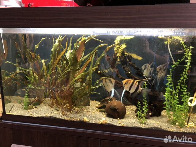 Растения для аквариума Криптокорина Вендта