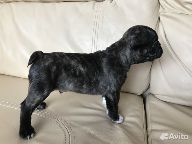 Французский бульдог