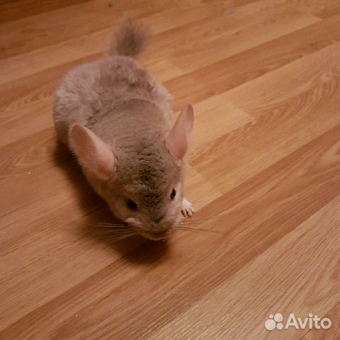 Шиншиллёнок 4 месяца