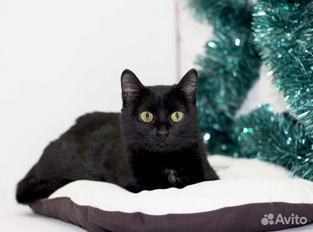 Чернушка красивушка ищет семью