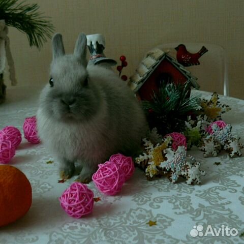 Карликовый кролик Иви