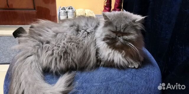Ищу котика перса для вязки
