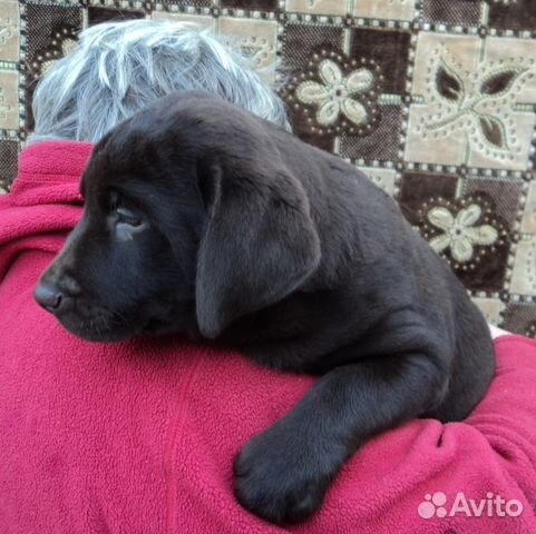 Породистые мальчики-лабрадорчики