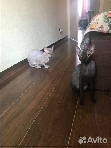 Продам котят