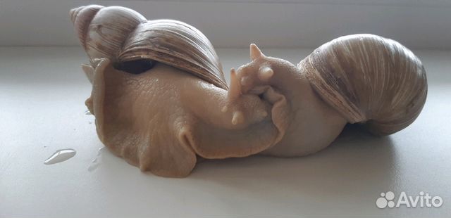 Улитки ахатина 2 шт в хорошие руки