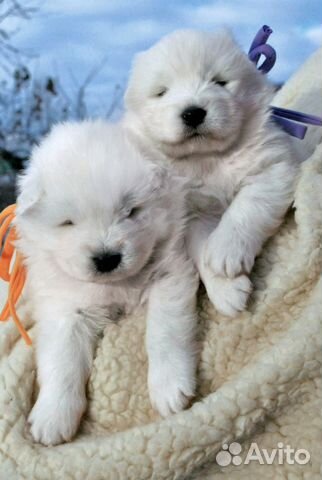 Перспективные щенки Самоеда