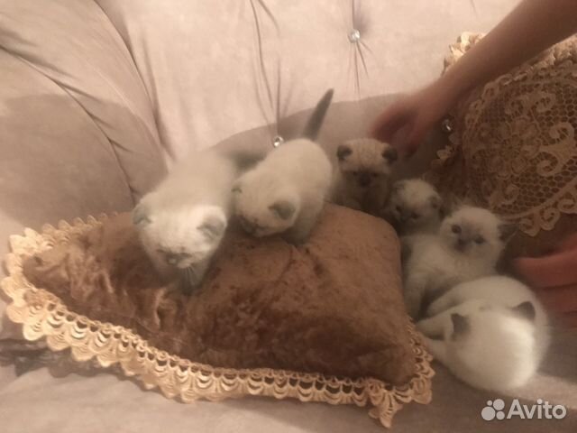 Шотландские котята