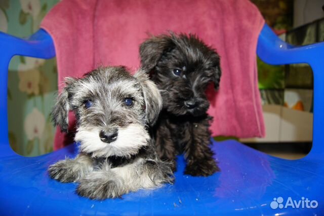 Щенки цвергшнауцера