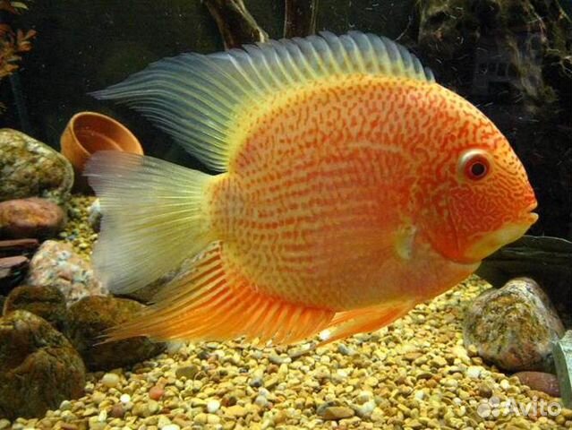 Северум красноточечный