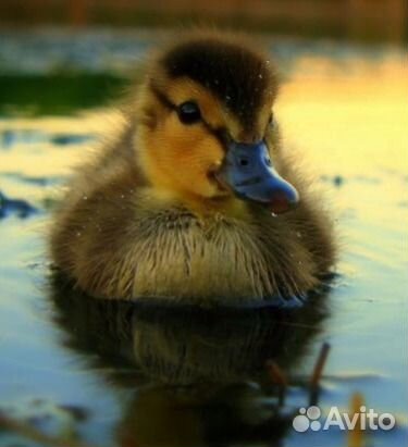 Утята, Петухи