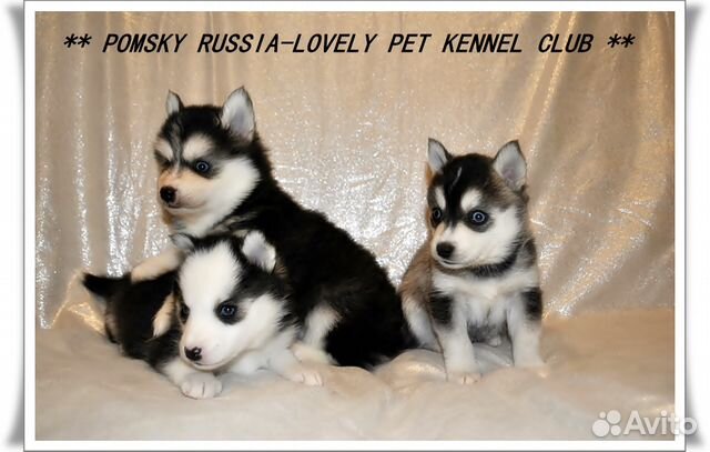 Помски щенки мини хаски