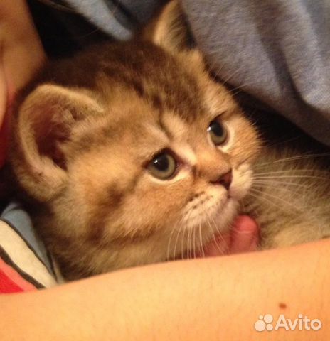 Золотые тикированные котята 3 месяца с документами