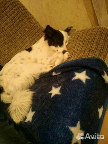 Чудесная и умная девочка ищет дом