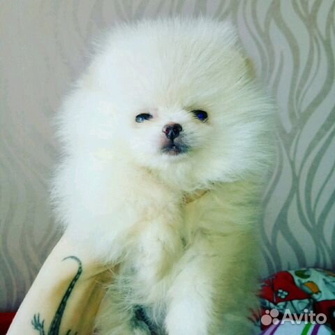 Шпиц девочка померанская
