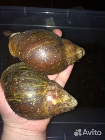 Улитки (архахатина вентрикоза спектакулюм )