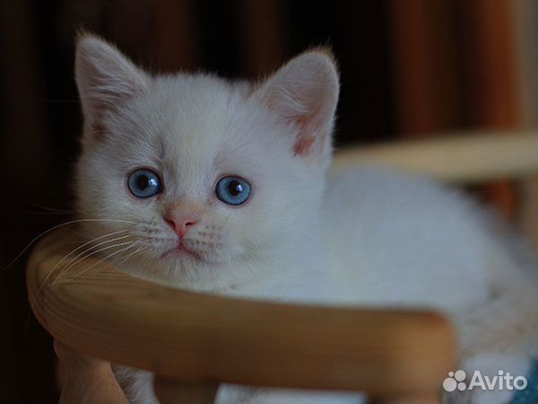 Крем-пойнт котик скоттиш-страйт