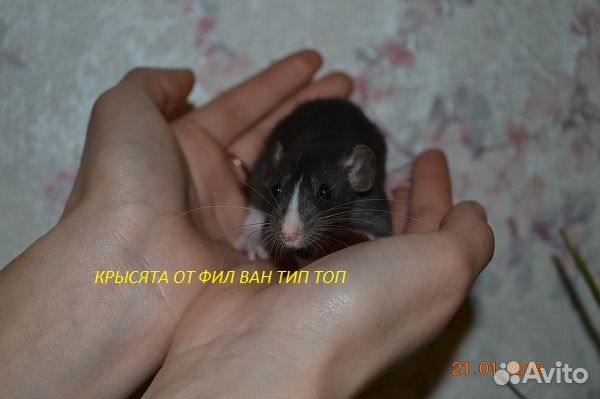 Крыс Крысенок Девочка черный Блейз ушки дамбо