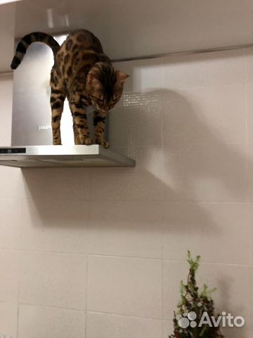 Кошка Бенгальская