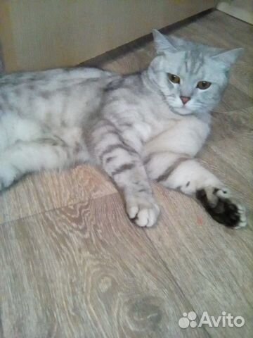Отдам котика шотланской породы