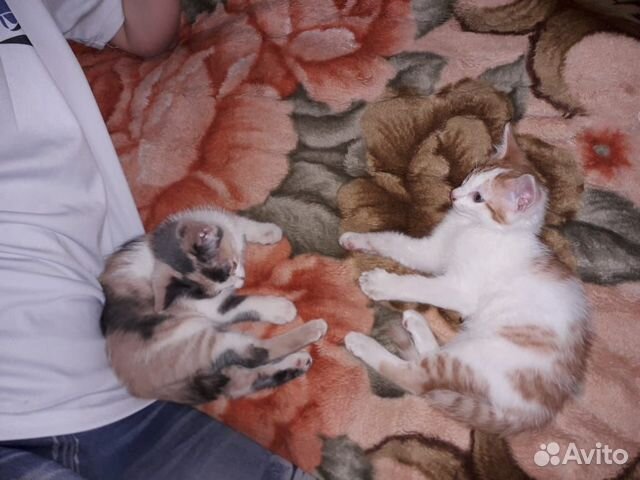 Отдам котят
