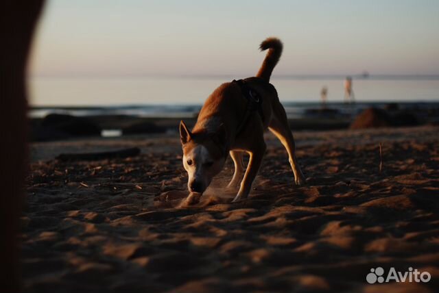 Хороший мальчик ищет невесту