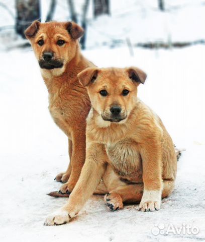 Обалденные щенки рыжики ищут семьи
