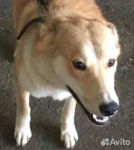 Умная девочка Линда ищет хозяна