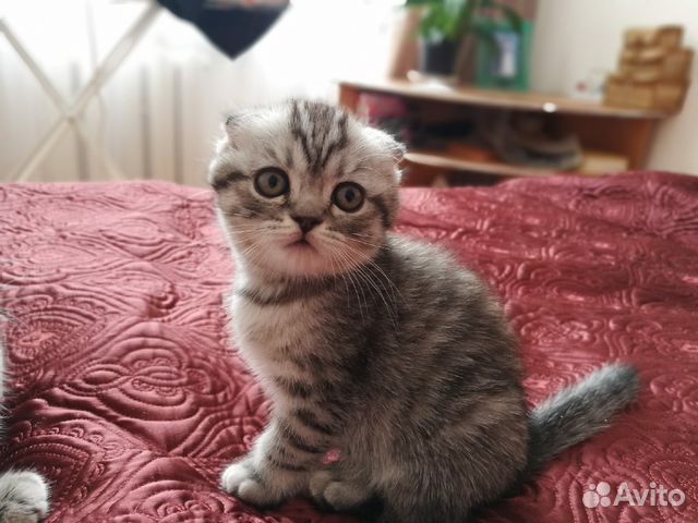 Бело-серая вислоухая кошечка