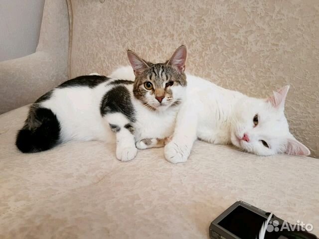 Отдам котят
