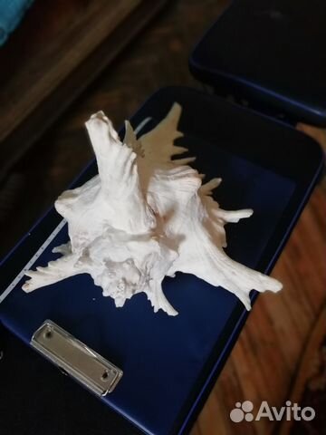 Огромные Морские раковины