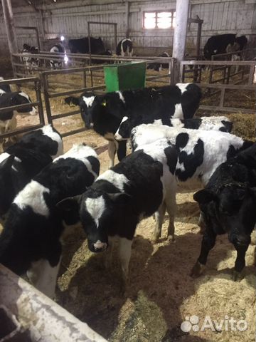 Телята для откорма