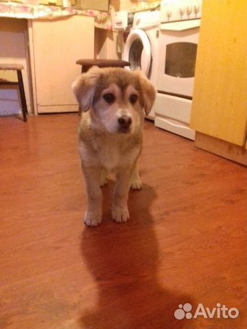 Ищет дом щенок средней собачки Машенька