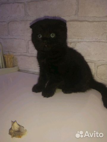 Шотландская