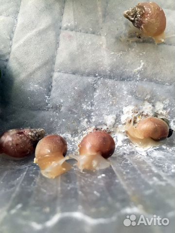 Отдадим улитят ахатин альбиносов