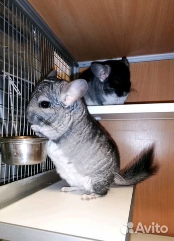 Пара шиншилл (мальчики)