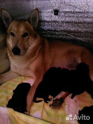 Щенки лайки 4 девочки 2 мальчика. Мама Карелочка о