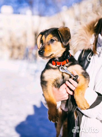 Щенок девочка, 2,5 месяца