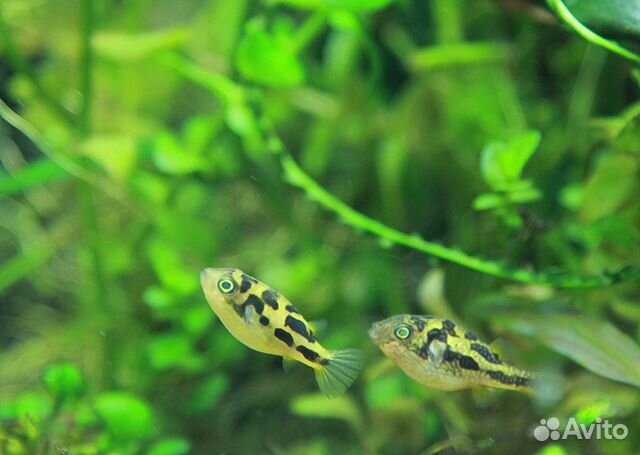 Тетрадон карликовый рыбка