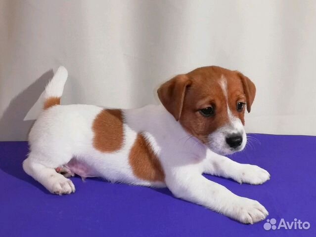 Щенок Джек Рассел терьер -мальчик