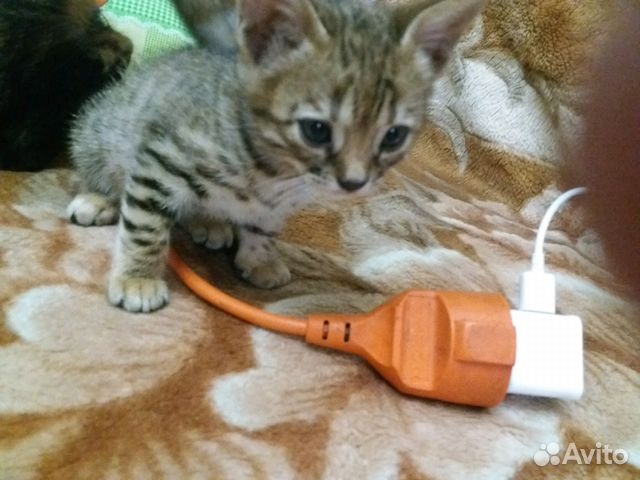 Котёнок девочка помесь бенгальцев