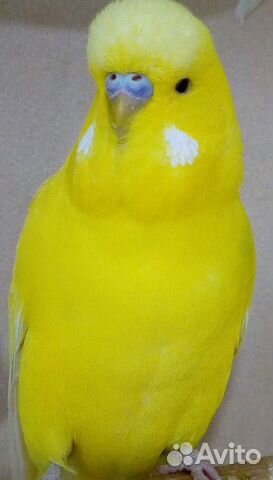 Лимончик
