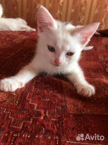 Котенок Турецкой ангоры