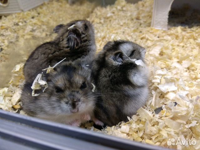 Хомячок Кэмпбелла